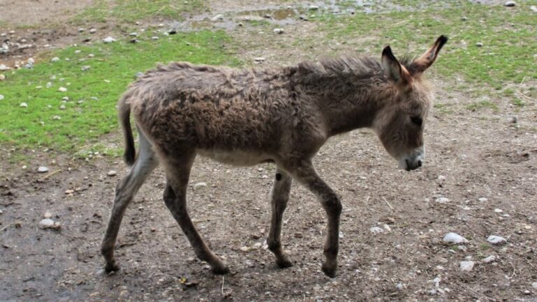 How Much Does a Donkey Cost to Buy and Keep in the USA?