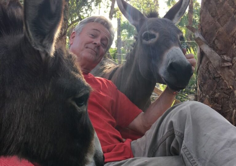 How Do Donkeys Show Affection: Understanding Donkey Behavior