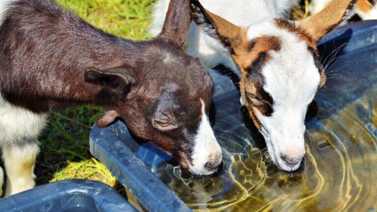 Treat Goat Bloat and Save Lives (Recommended by Vets)