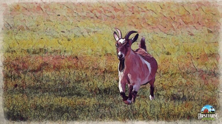 Top Reason Why Goats Headbutt!