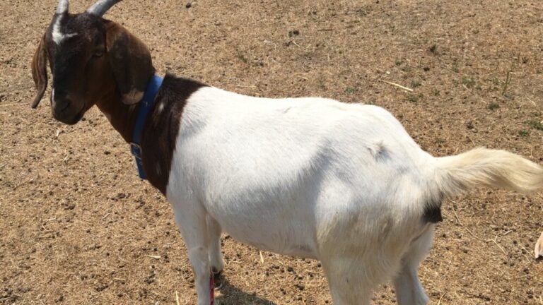 What Baking Soda Does For Goats: Stop Goat Bloat