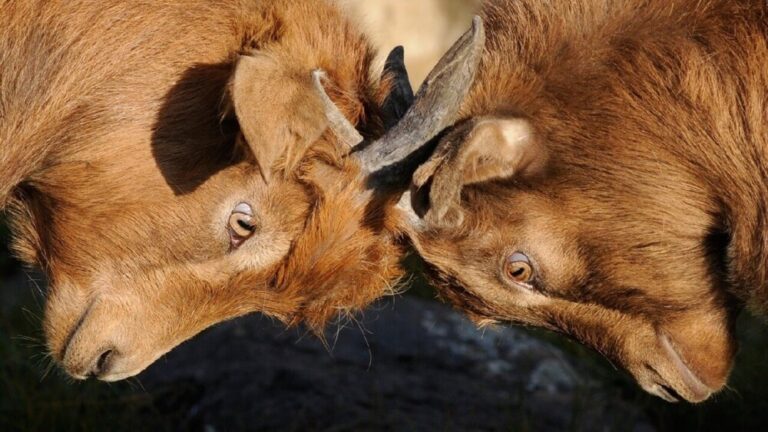 Everything Goat Owners Should Know About Headbutting