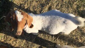 Treat Goat Bloat and Save Lives (Recommended by Vets)