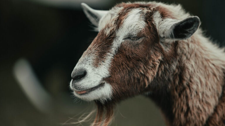My Goats Are Coughing, Sick: Treating Pneumonia in Goats