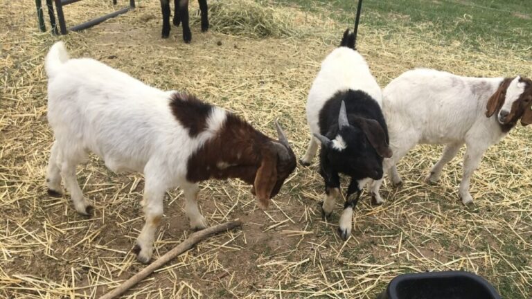 Everything Goat Owners Should Know About Headbutting