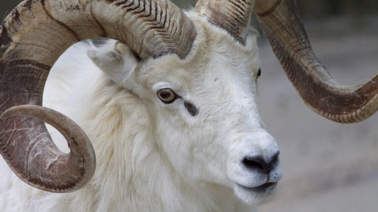 Aggressive Sheep: Tips and Tricks to Make Your Flock Docile