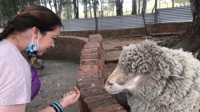 Over 25 Treats and Snacks for Sheep (And Ones to Avoid)