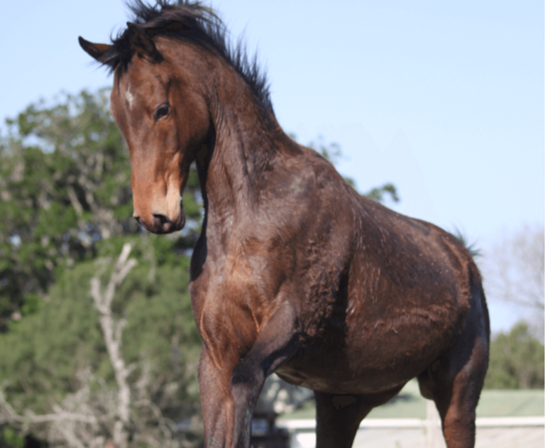 How to Bulk up Your Underweight Horse with Muscle and Weight