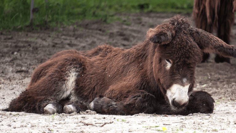 Help! My Donkey Won’t Get up From Lying Down! What Now?