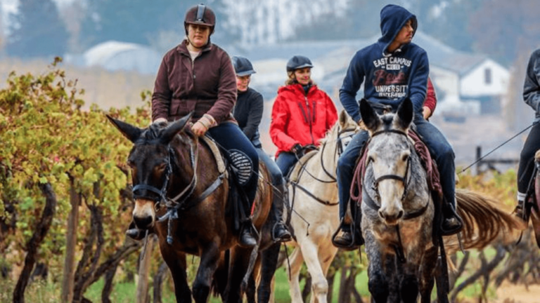 The Pros and Cons Of Owning Mules From an Expert