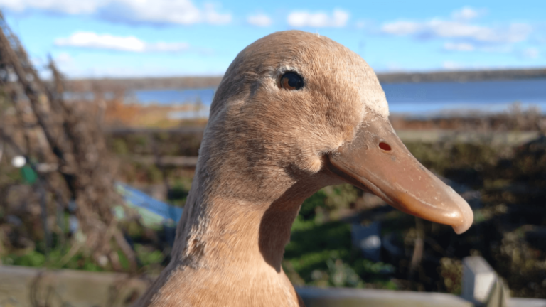 Why You Don’t Want Call Ducks As Pets: Pros and Cons