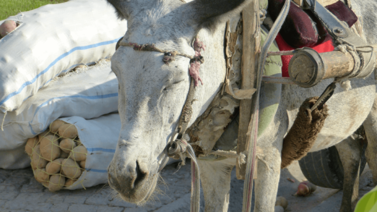 Trail Donkeys: The Secret to a Great Hike!