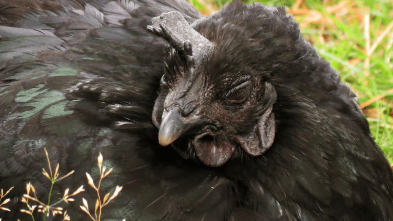 Why is My Chicken Snoozing and Lethargic-Is it Dangerous?