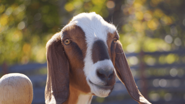 Quietest Goat Breeds and Tips to Keep Your Goats Quieter