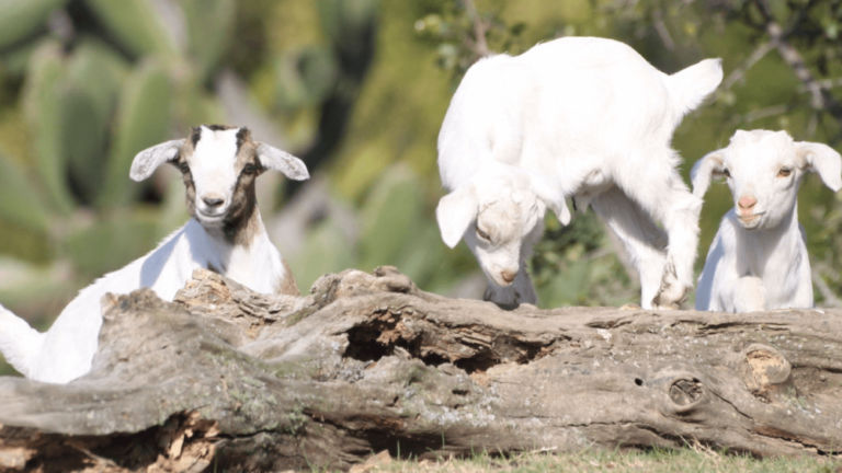 Goat Dandruff: How to Treat Flaky Skin in Goats