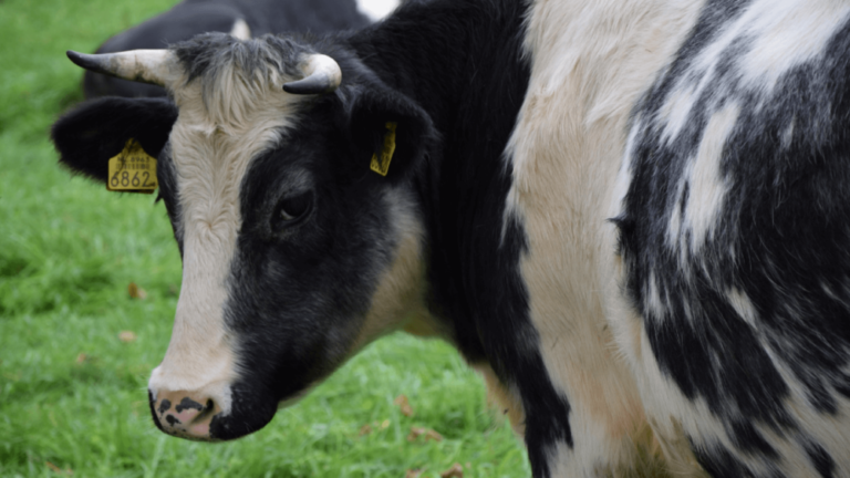 Guide to Buying the Right Cow, Calf, or Cattle For a Homestead