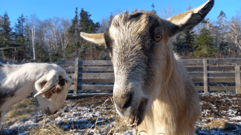 Quietest Goat Breeds and Tips to Keep Your Goats Quieter