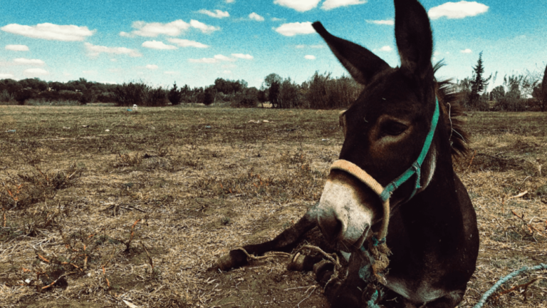 13 Best Donkey Breeds for Riding, Trail, Work