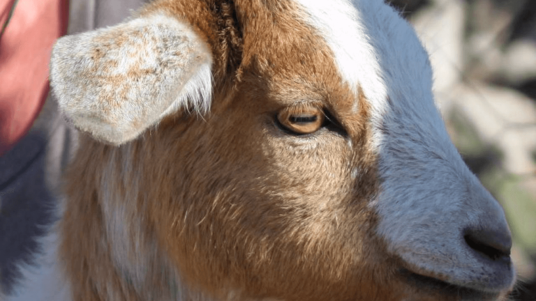 Goat Dandruff: How to Treat Flaky Skin in Goats