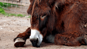 Donkeys bite to show dominance (1) | Best Farm Animals