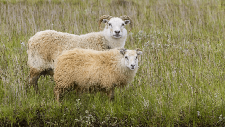 The Best Tasting Sheep Breeds: Meat Sheep Varieties
