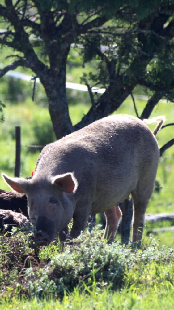 Large, white pigs are more prone to sunburn | Best Farm Animals