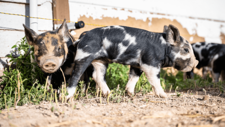 Can Pigs Eat Pork or Bacon? Dangers, Ethics, and Laws