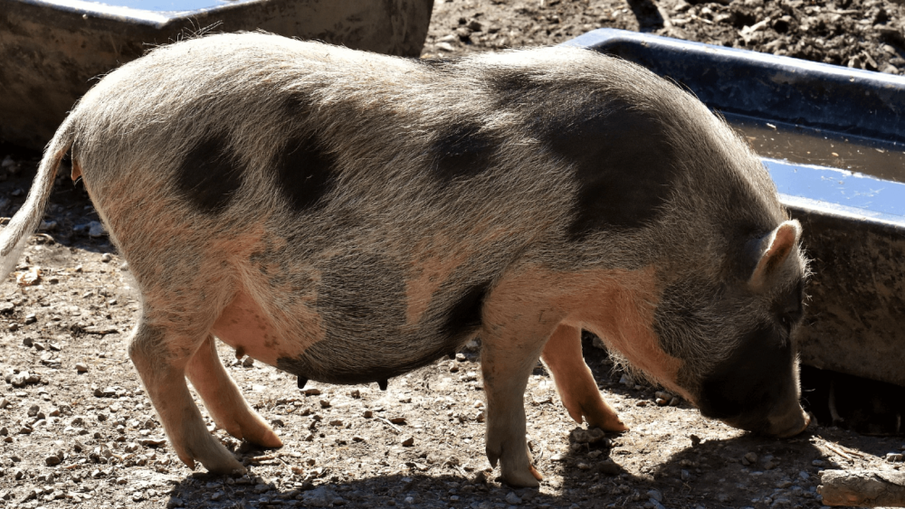 Pigs Eat Dirt Soil Mud Here s Why It s Important Pigs Eat Dirt Soil Mud Here s Why It s Important