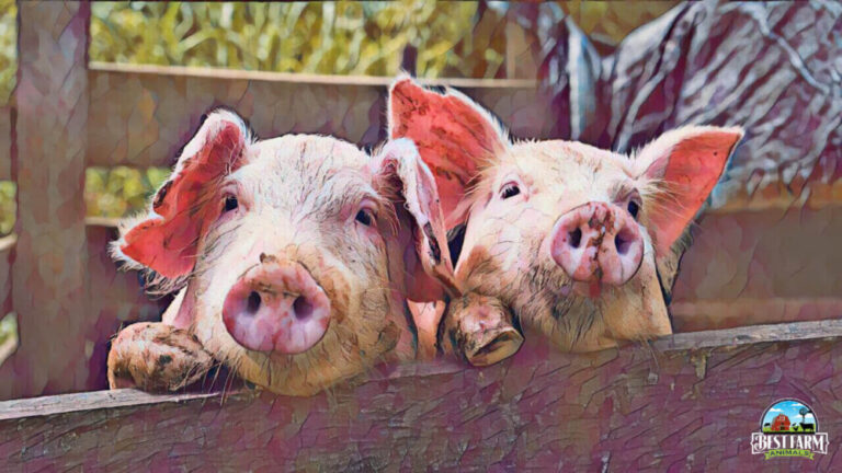 How Can Pigs Find Truffles? Train Your Truffle Pig + More