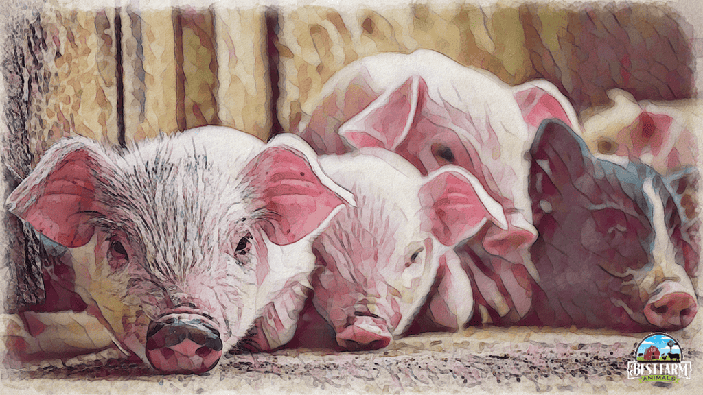 Pig walks on front knees due to arthriti | Best Farm Animals