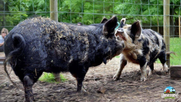 Why Are Pigs Aggressive to People, Animals? Safety Solutions