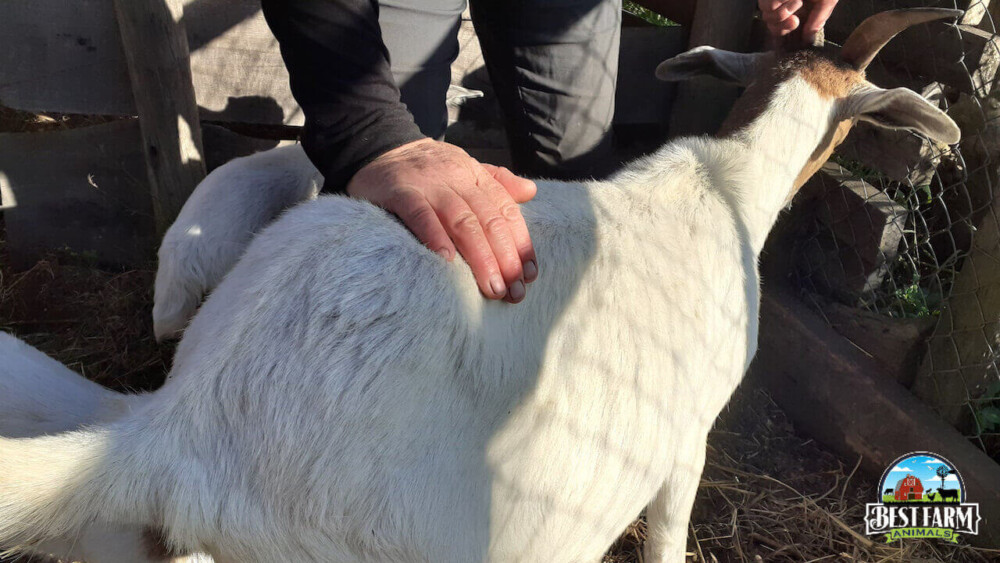 Help! My Goat looks Skinny, but I’m Feeding it.