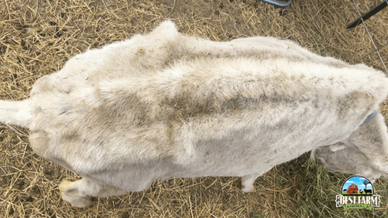 Help! My Goat looks Skinny, but I’m Feeding it.