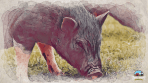 11 Deadly Sick Pig Diseases: Symptoms & Signs A Pig Is Dying