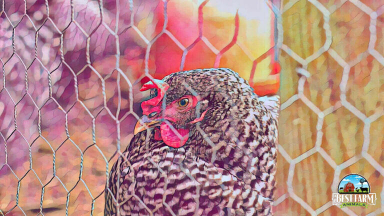 Bleeding Chickens: 9 Common Causes (Head—Toe) and What to Do