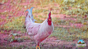 Bleeding Chickens: 9 Common Causes (Head—Toe) and What to Do