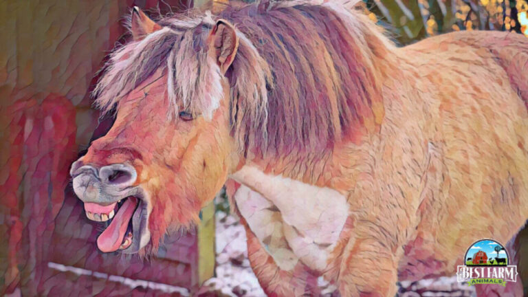 Can Norwegian Fjord Horses Barrel Race? All About the Breed