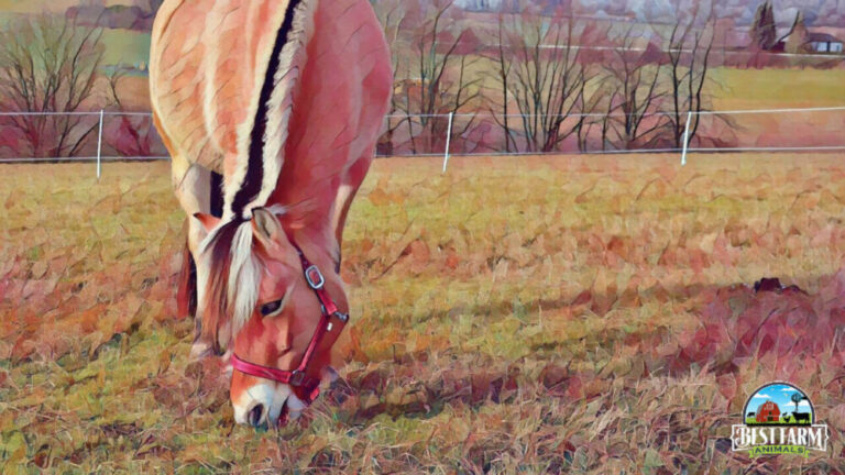 Can Norwegian Fjord Horses Barrel Race? All About the Breed