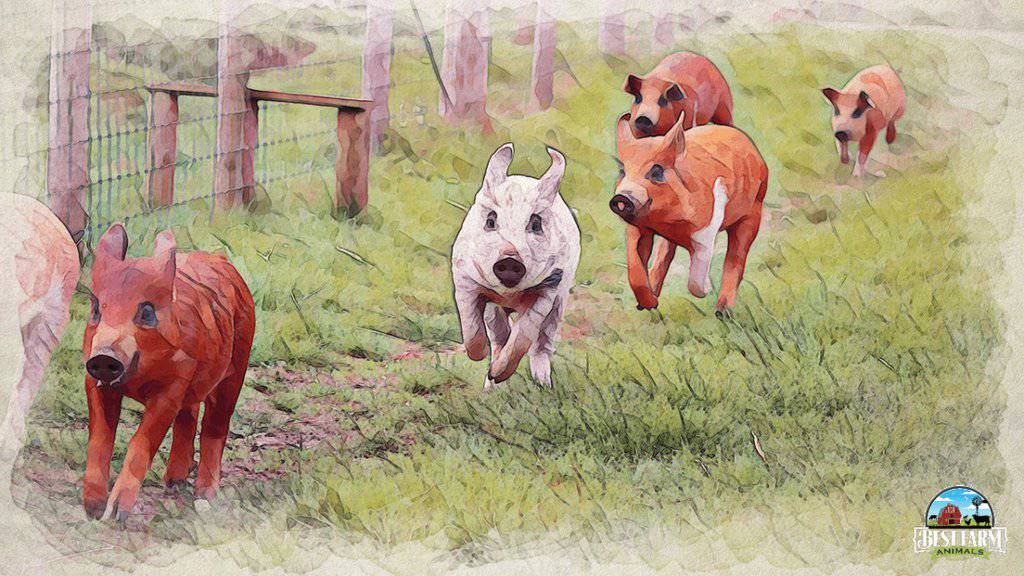 Sick pig symptoms and diseases may caused by bacteria | Best Farm Animals