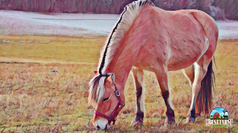 Can Norwegian Fjord Horses Barrel Race? All About the Breed