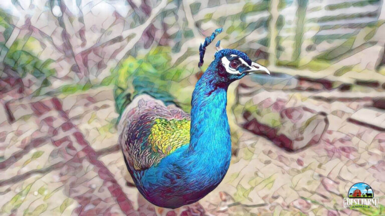 Raising a Peacock: Full Guide to Breeding, Hatching, Young