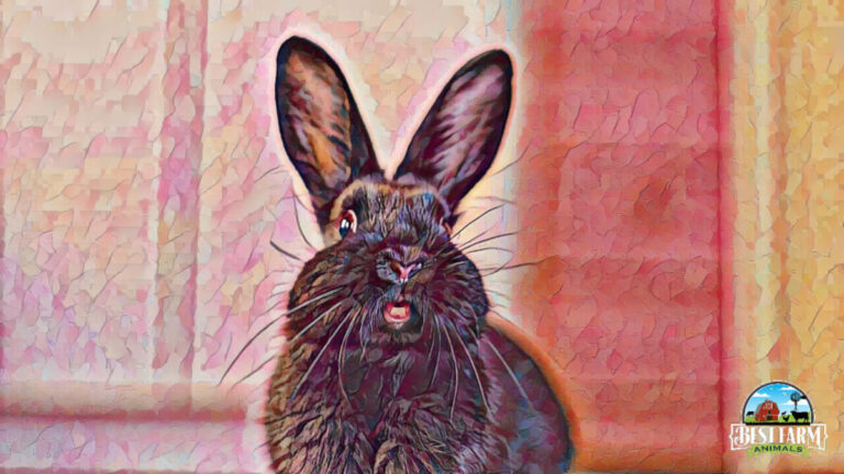 Why Your Rabbit Stares At You And Other Bunny Behavior Explained