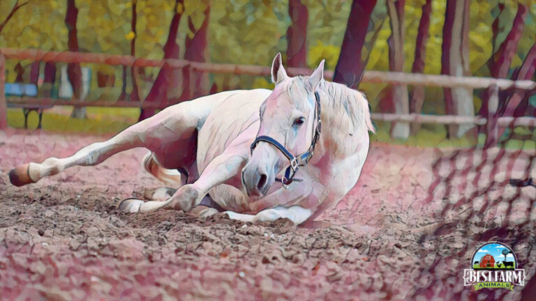 When Your Horse Lying Down Is a Concern: Things to Know