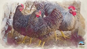 Are Chickens Smart? 9 Most Intelligent Chicken Breeds