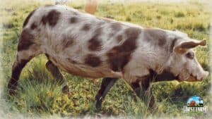 How Long Do Pigs Live By Breed?