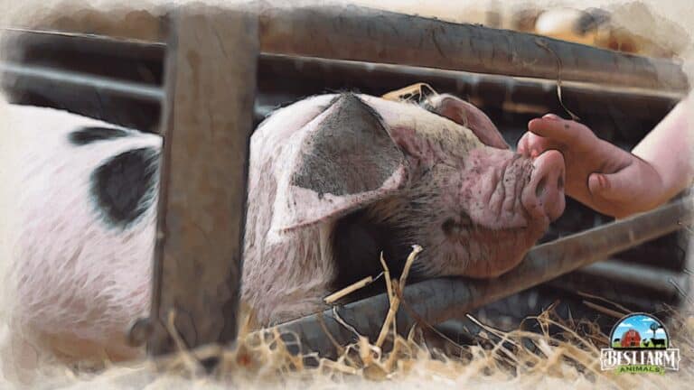 How Long Do Pigs Live: Improving Pet Pig Lifespan