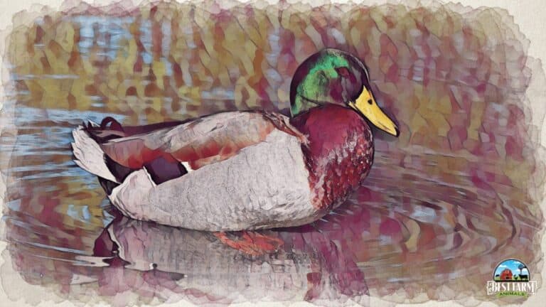 7 Best Miniature Duck Breeds for Small Farms