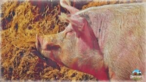 Pig Sunburn: How to Help Your Sunburned Pig