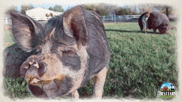 8 Safety Tips to Make Pigs Stop Attacking You