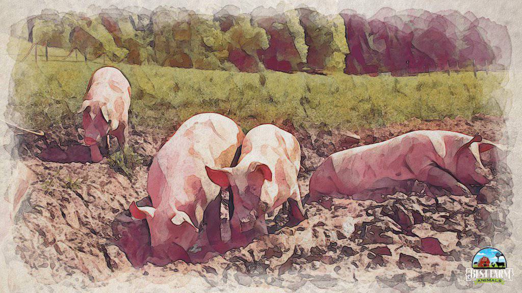 Ascariasis-is-a-parasitic-disease-that-occurs-when-a-pig-is-infected ...